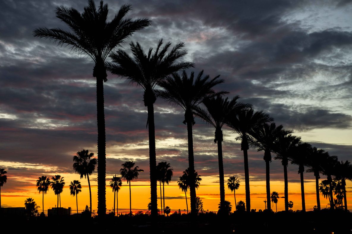 POSIFA-palm-trees-web - High performance, low cost sensors and sensing ...